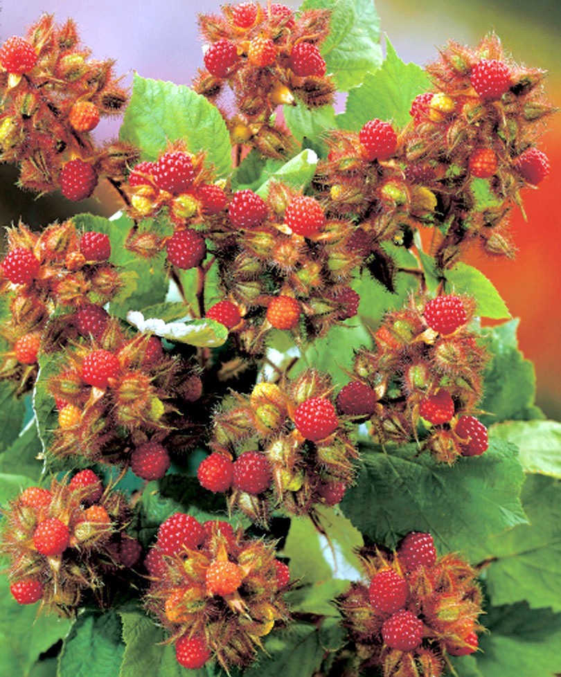 ZMEURA JAPONEZA (drajoni) - STOC LIMITAT !!! | arhiva Okazii.ro