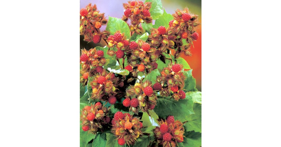 ZMEURA JAPONEZA (drajoni) - STOC LIMITAT !!! | arhiva Okazii.ro