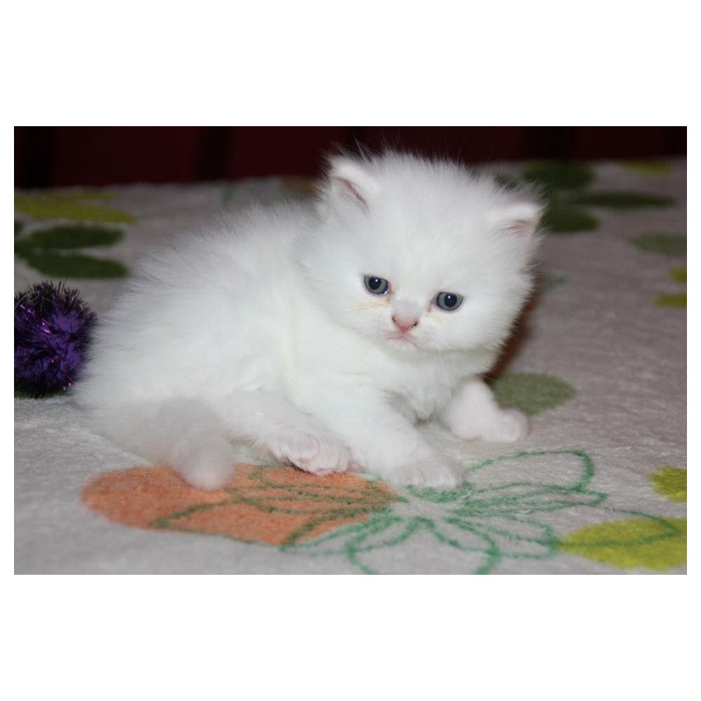 Pisica Persana Alba (pui) rasa pura | arhiva Okazii.ro