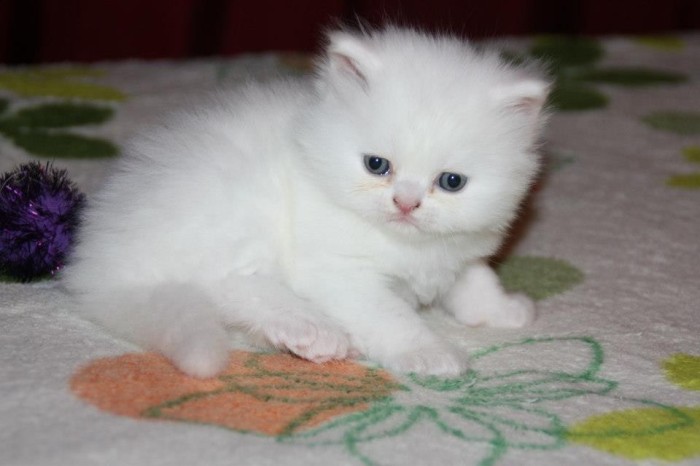 Pisica Persana Alba (pui) rasa pura | arhiva Okazii.ro