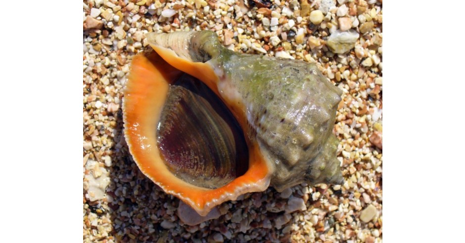 Vand cochilii melci - Rapane | arhiva Okazii.ro