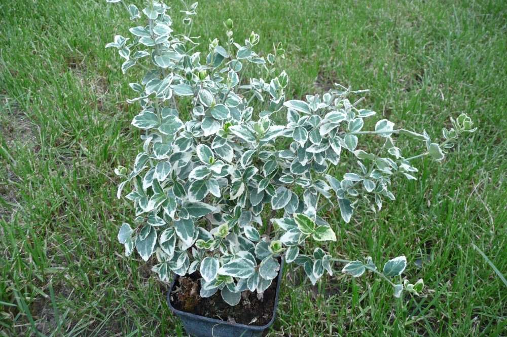 Salba moale, voiniceriu - Euonymus fortunei 'Emerald Gaiety' - Planta ...
