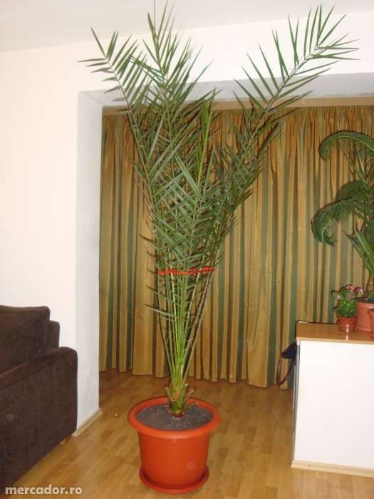 curmal mare (phoenix dactylifera), in ghiveci / Planta apartament Flori ...