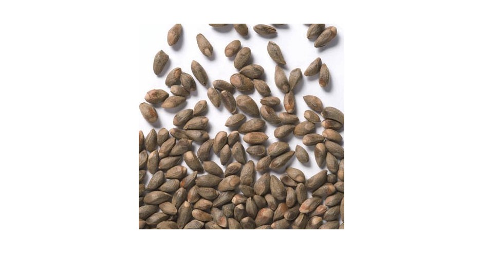 SEMINTE TUIA DE GARD VIU, BIOTA - Thuja orientalis - 100 buc - 10 lei ...