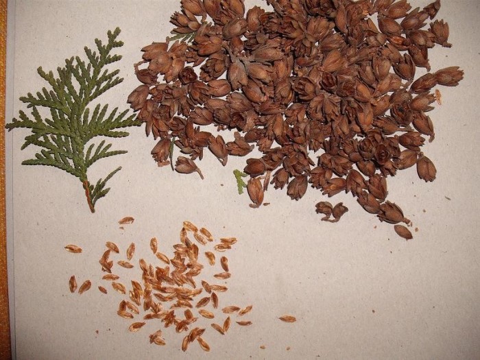 Seminte de tuia occidentalis (thuja occidentalis) (40 seminte in plic ...