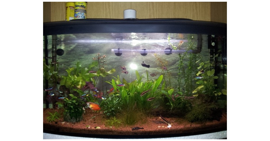 Vand acvariu oval 100l complet echipat (pesti, plante,etc) | arhiva ...