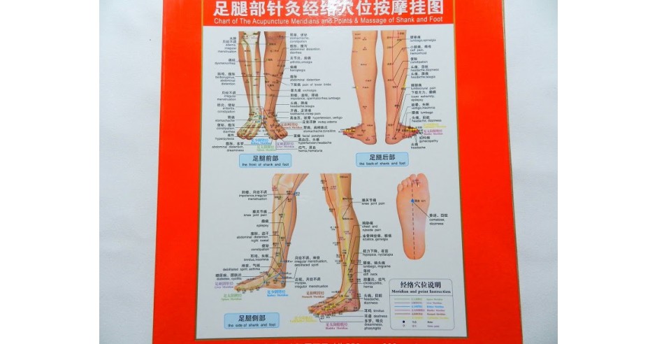 Plansa reflexoterapie si acupunctura - picior si gamba (cod H10 ...