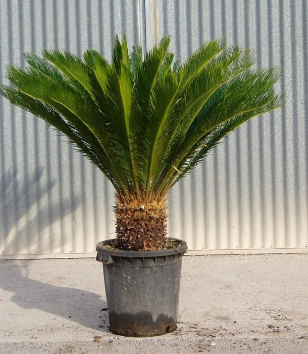 Palmier Cycas Revoluta 1.5 m | arhiva Okazii.ro