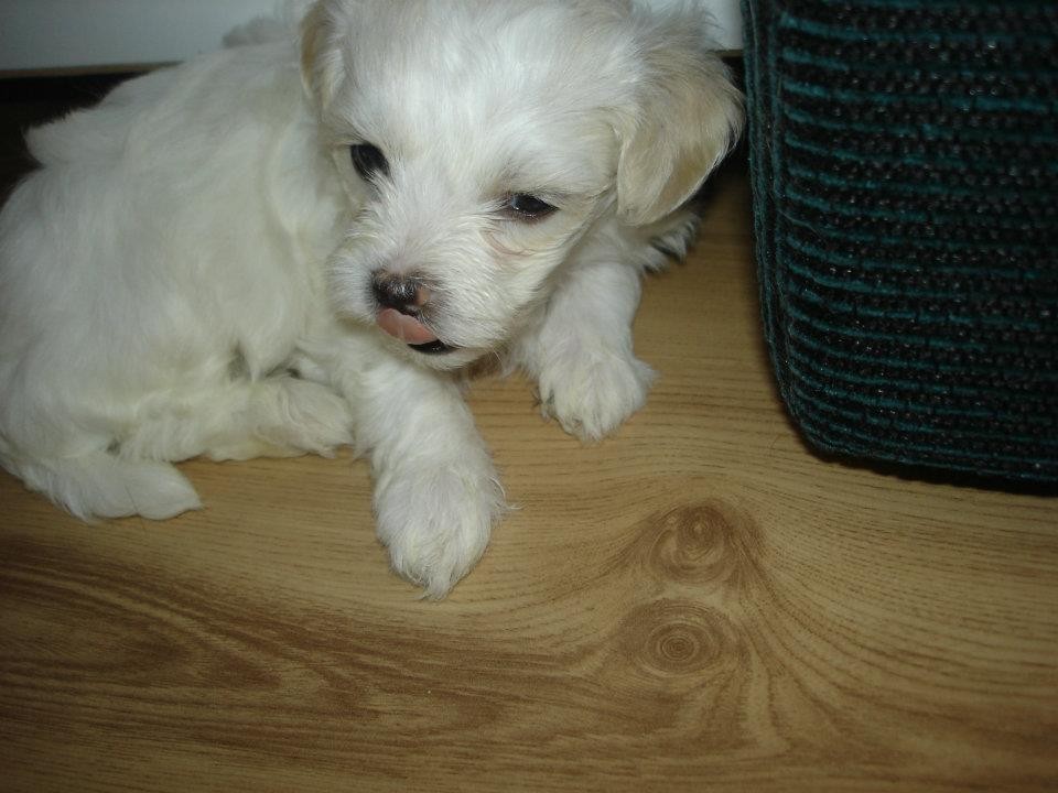 Pui bichon maltese | arhiva Okazii.ro