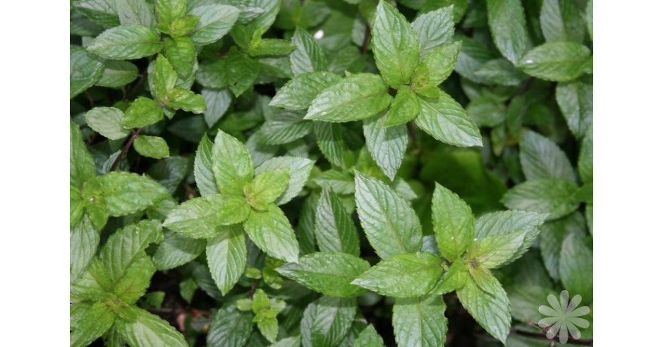 Menta - Mentha piperita - planta medicinala de gradina la ghiveci ...