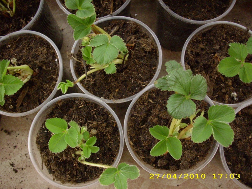 Vand capsuni cataratori si curgatori | arhiva Okazii.ro