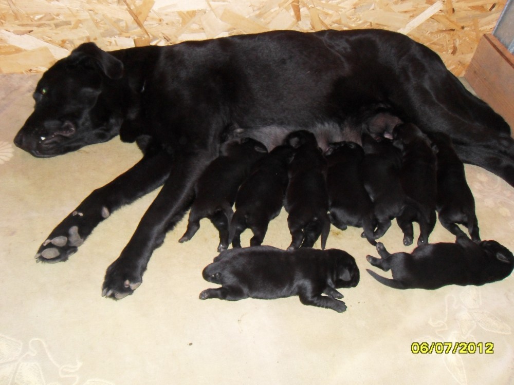 pui labrador negru | arhiva Okazii.ro