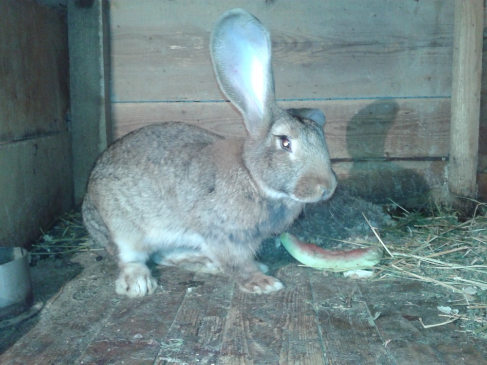 Vand iepuri Uriasul Belgian | arhiva Okazii.ro