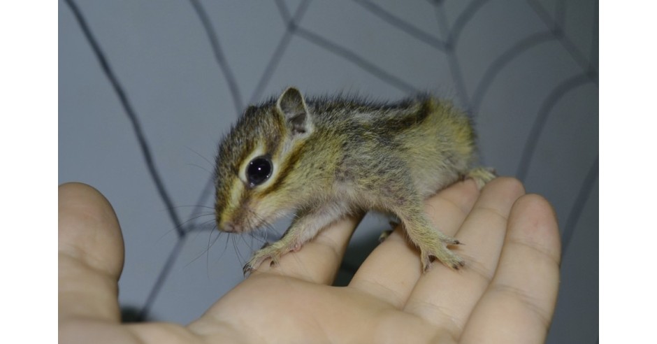 veverita siberiana / veverite siberiene - blande, jucause, iubitoare ...
