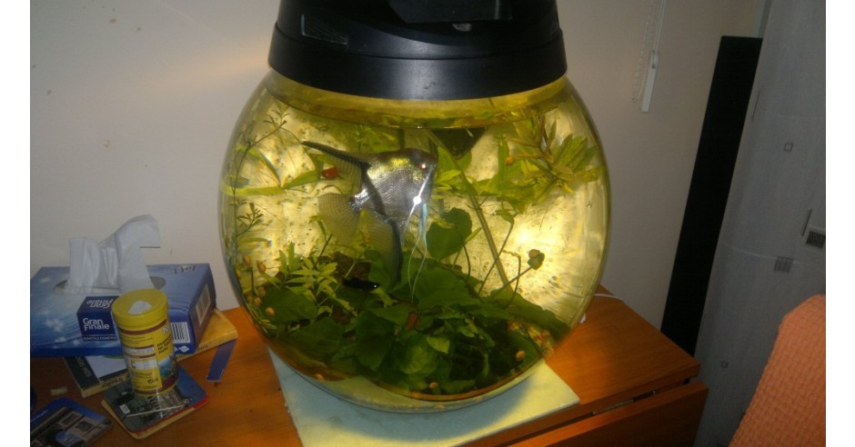 Vand acvariu bol 50 l cu filtru intern, pompa aer eheim 100, incalzitor ...