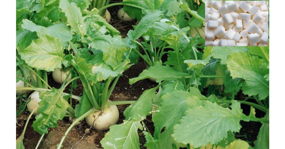 Seminte sfecla de zahar | arhiva Okazii.ro