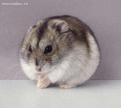 Hamster pitic siberian alb | arhiva Okazii.ro