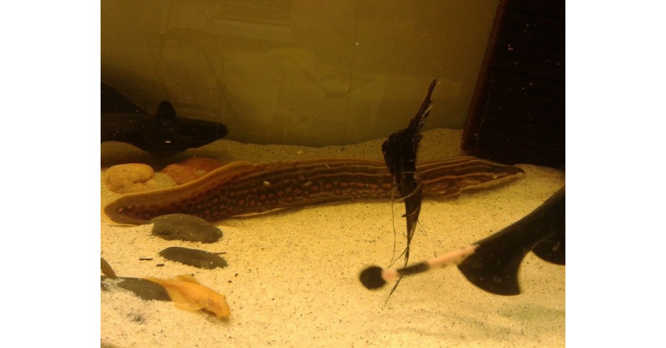 Vand peste de acvariu Fire Eel (tipar de foc) | arhiva Okazii.ro