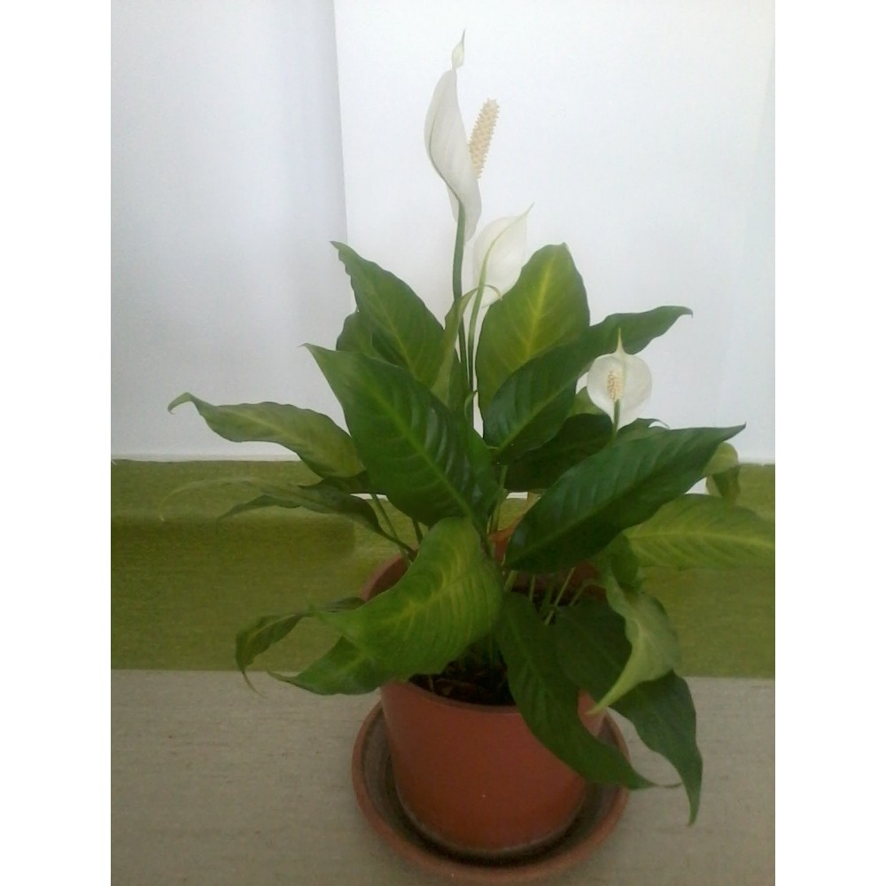 Floare Spatifilum ( Crinul pacii ) - 50 cm | arhiva Okazii.ro