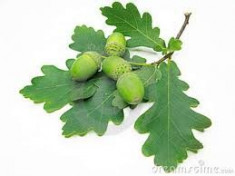 Arbori ornamentali stejar, fag, carpen, tei, mojdrean, salcam | arhiva ...