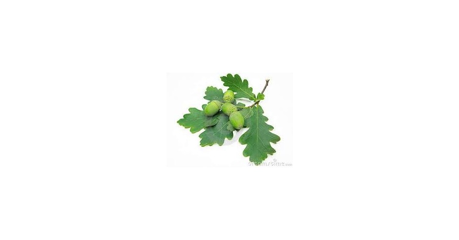 Arbori ornamentali stejar, fag, carpen, tei, mojdrean, salcam | arhiva ...