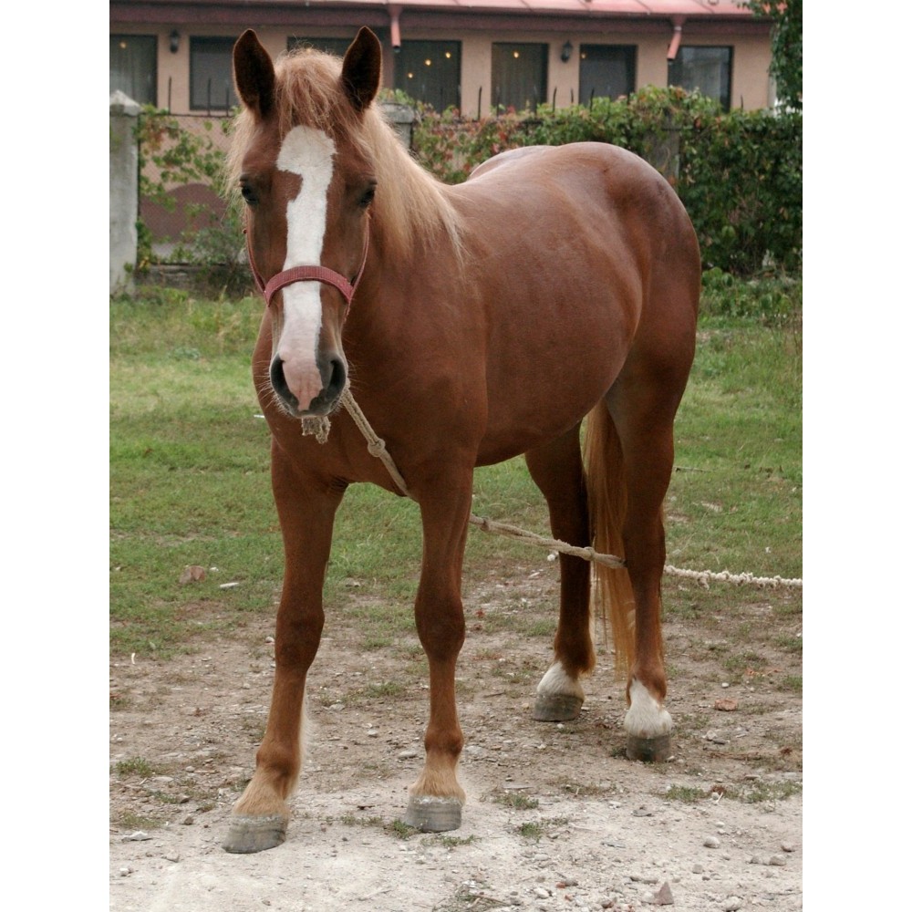 Cal - manz semigreu romanesc | arhiva Okazii.ro