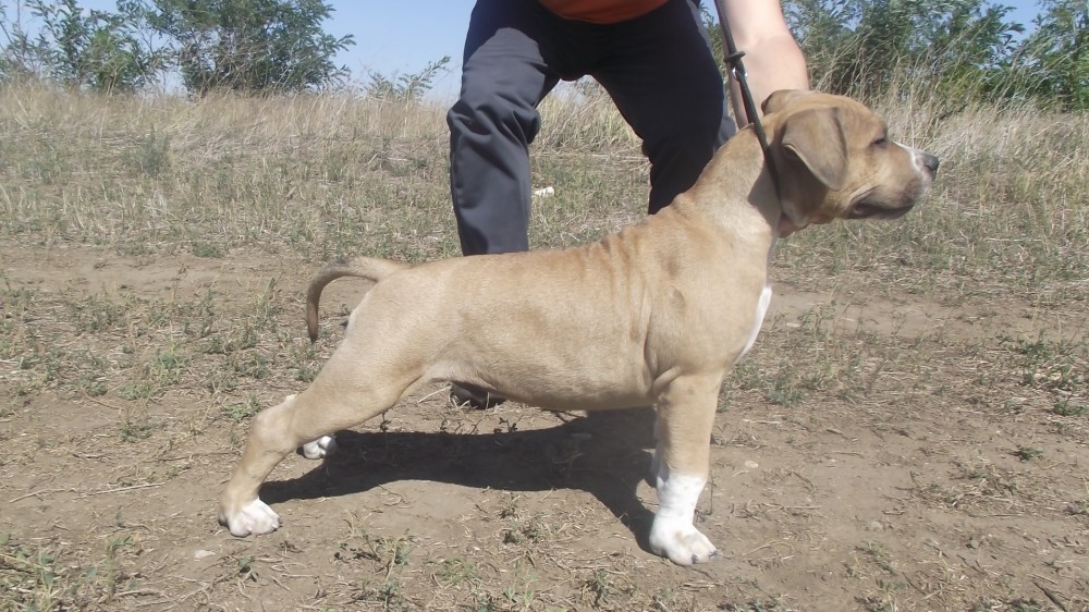 Vand pui Amstaff cu pedigree | arhiva Okazii.ro