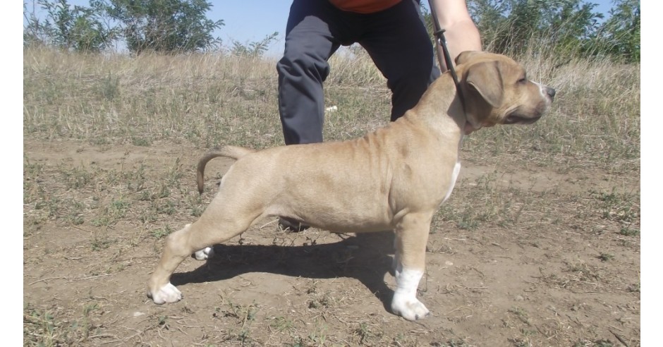 Vand pui Amstaff cu pedigree | arhiva Okazii.ro