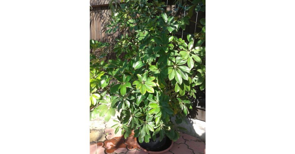 Schefflera (Seflera) planta ornamentala de 7 ani | arhiva Okazii.ro