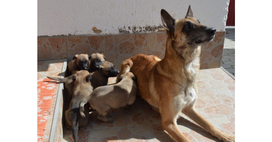 Pui Ciobanesc Belgian Malinois | arhiva Okazii.ro