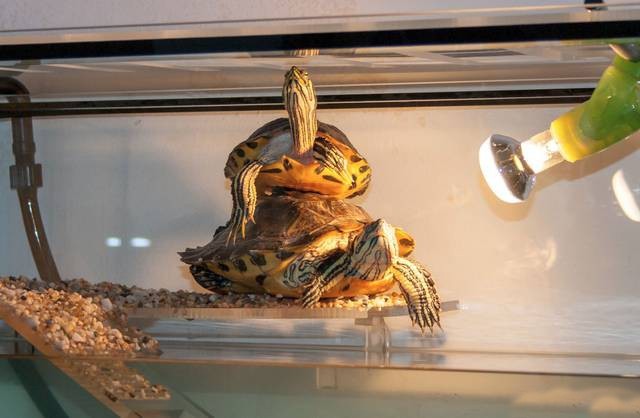 Terariu Complet cu Broaste Testoase | arhiva Okazii.ro