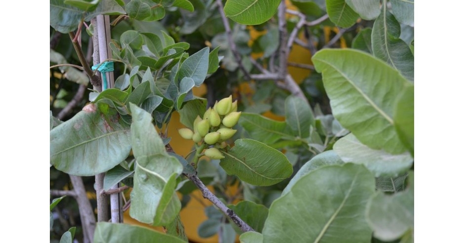 Arbore fistic, puieti fistic pistacia vera. | arhiva Okazii.ro