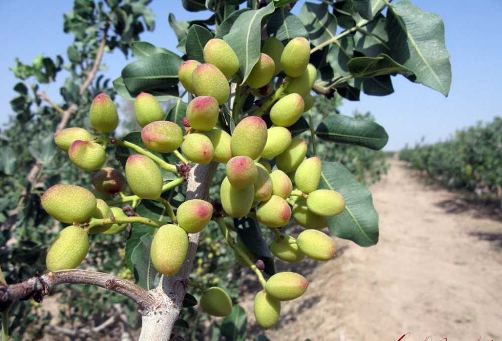 FISTIC - Pom Fructifer Exotic - Varsta 4 ani, pe rod - Inaltime 1,7 ...