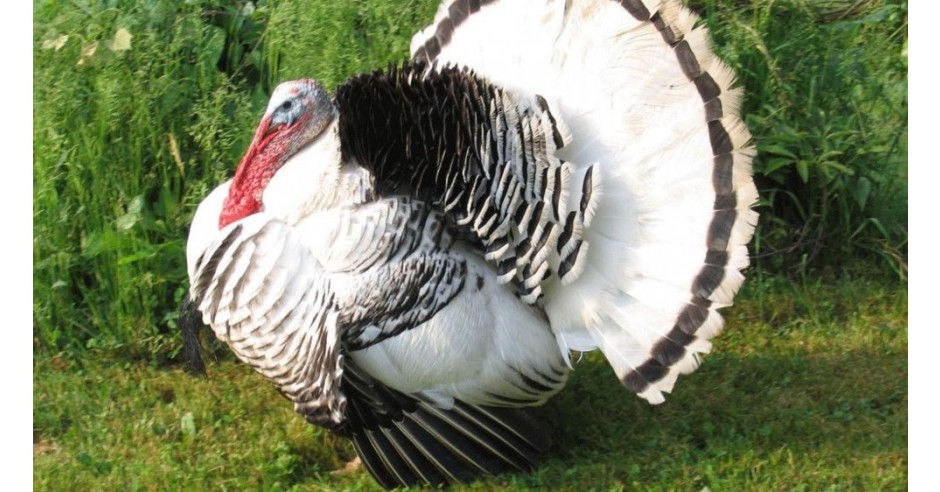 Oferta - Curcani de Craciun - Carne de curcan de vanzare | arhiva Okazii.ro