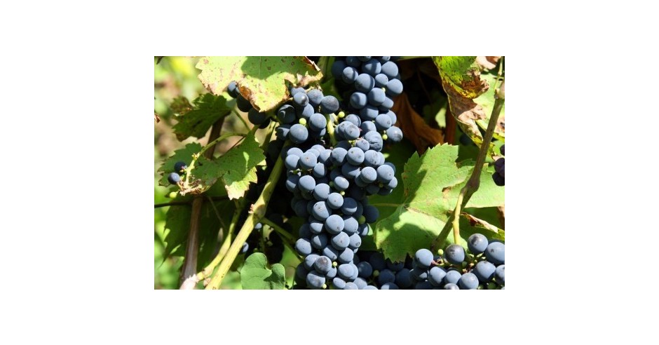 Vand vin Zaibar de Bailesti, Dolj | arhiva Okazii.ro