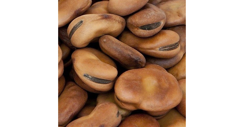 Fasole Bob-Vicia faba L...25 seminte=5 lei. | arhiva Okazii.ro