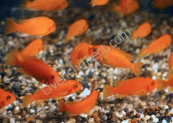 Pesti de acvariu Pui ciclide africane red zebra | arhiva Okazii.ro