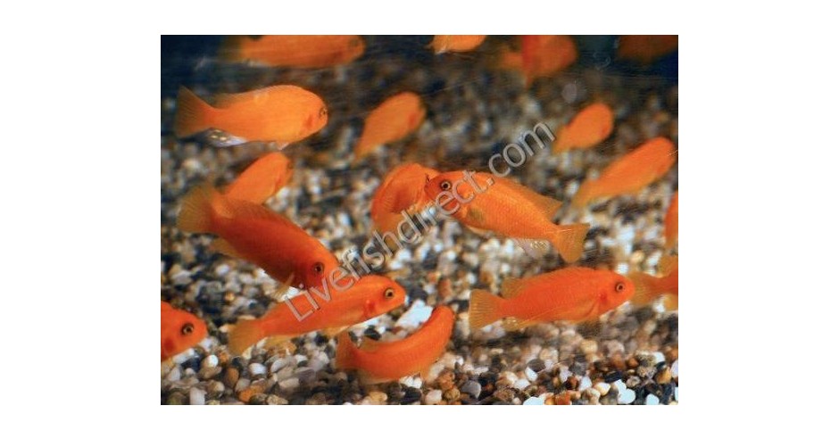 Pesti de acvariu Pui ciclide africane red zebra | arhiva Okazii.ro