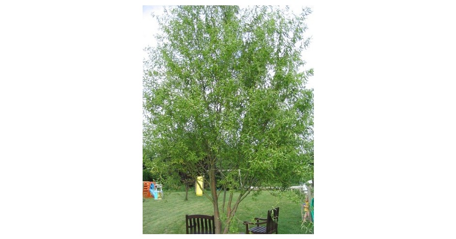 SALCIE CREATA - Salix matsudana tortuosa - 10 lei | arhiva Okazii.ro