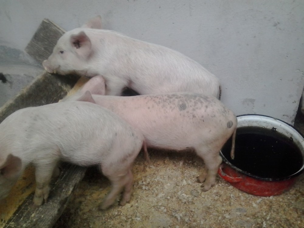 porci - purcei | arhiva Okazii.ro