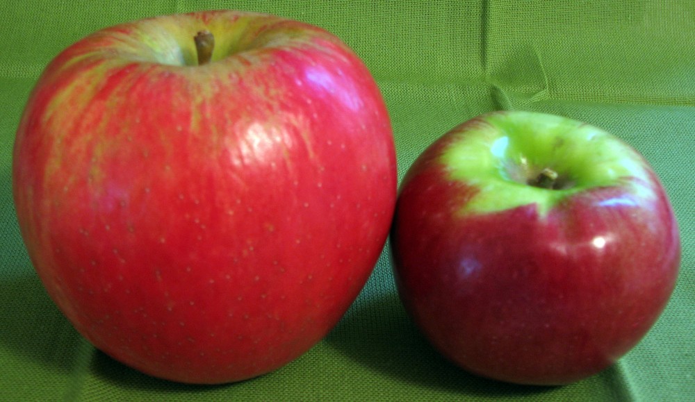 Mar DOMNESC - SOI VECHI de POM FRUCTIFER - NEMODIFICAT GENETIC - Plata ...