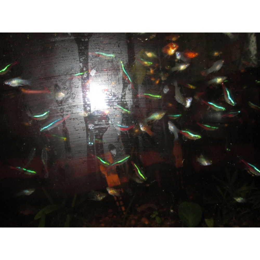 Pesti de acvariu | arhiva Okazii.ro