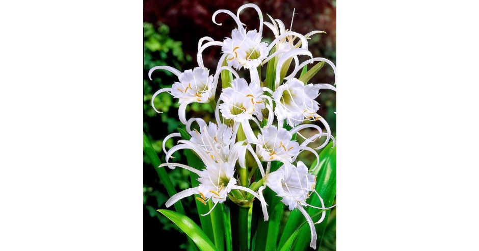 CRIN PAIANJEN ALB - Bulb Ismene "Festalis " Hymenocallis 'Festalis ...