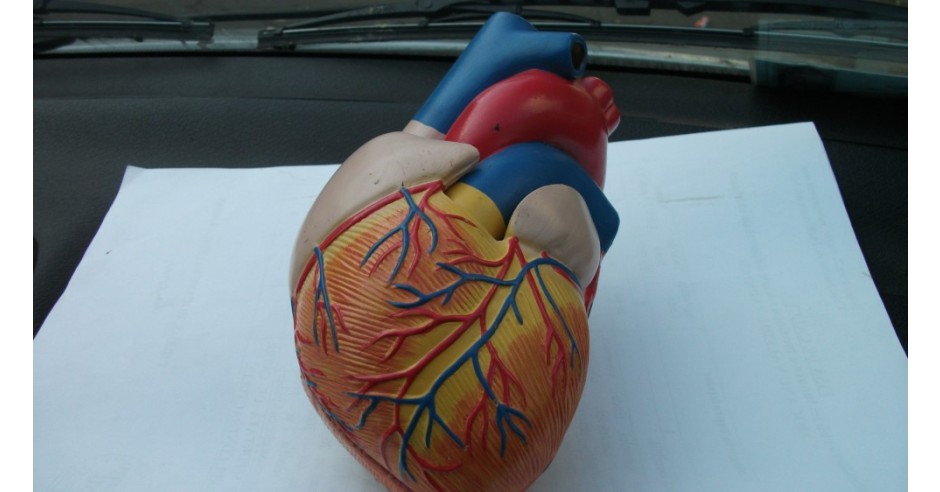 Model inima anatomie ! | arhiva Okazii.ro