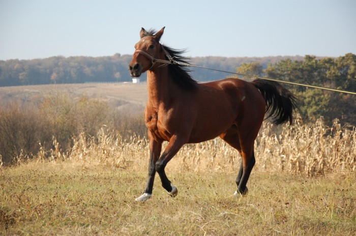 Cal rasa Shagya Arab echitatie calarie | arhiva Okazii.ro