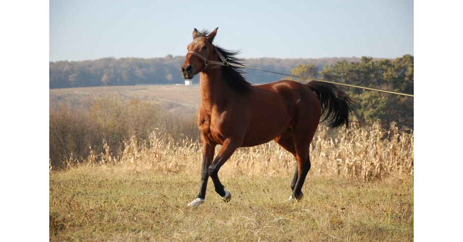 Cal rasa Shagya Arab echitatie calarie | arhiva Okazii.ro