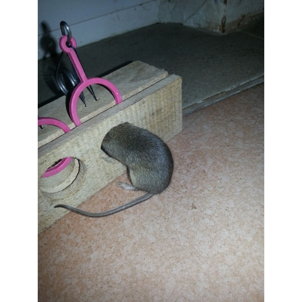 cursa/capcana soareci rozatoare mici, din lemn | arhiva Okazii.ro