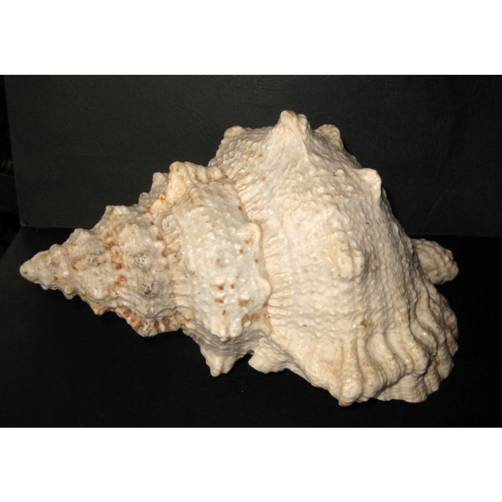 Cochilie melc oceanic alb scoica ghioc foarte mare 20cm | arhiva Okazii.ro