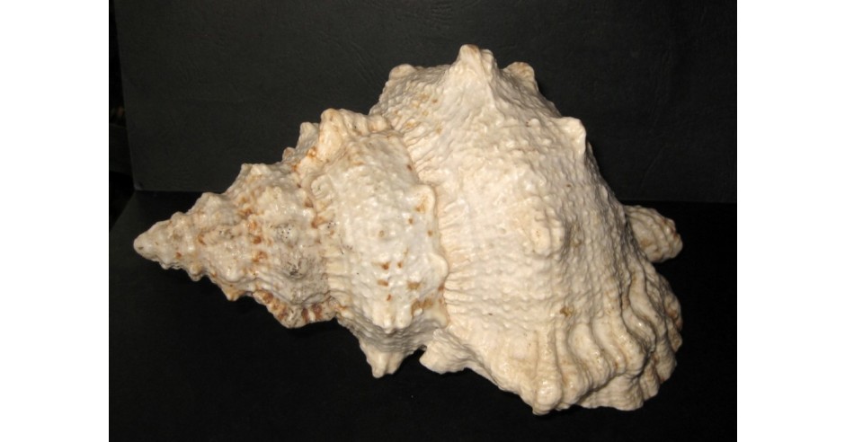 Cochilie melc oceanic alb scoica ghioc foarte mare 20cm | arhiva Okazii.ro