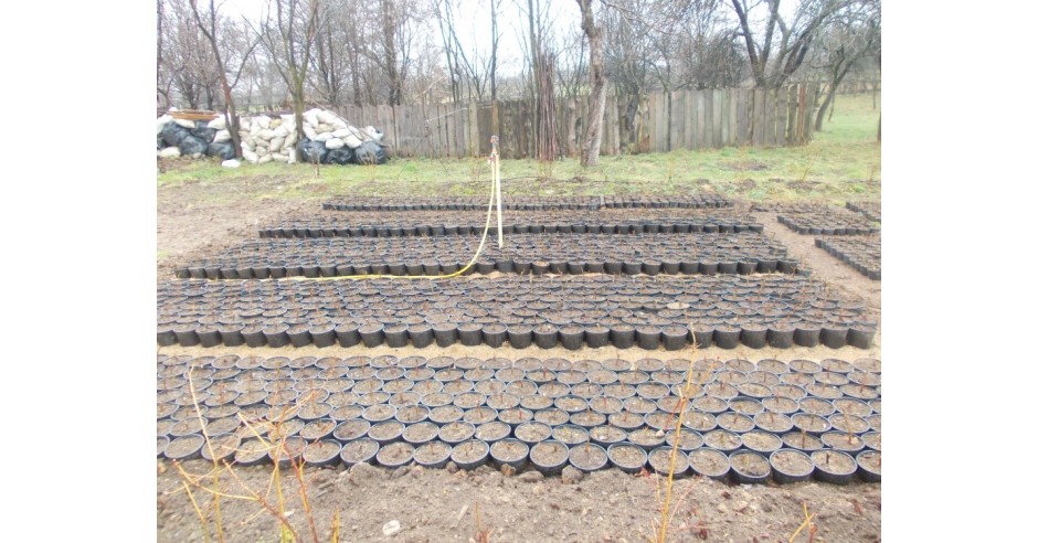 Butasi Afine | arhiva Okazii.ro